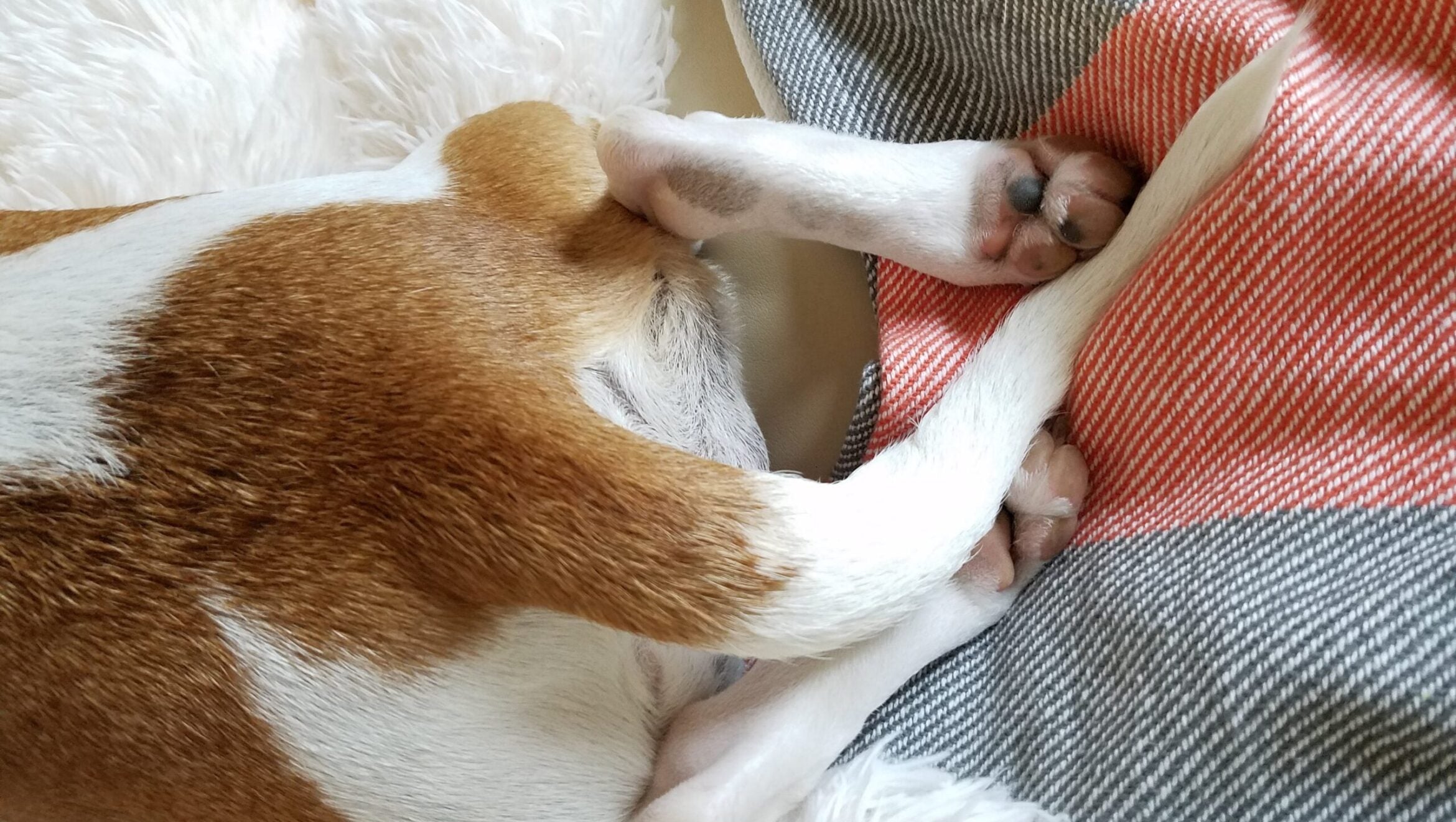 La coda del cane – Sofy Mama